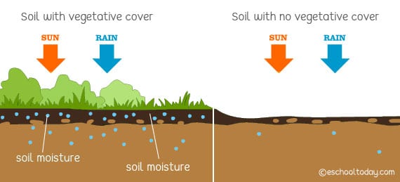 Environmental Conservation: Definition, Importance, UPSC Environmental Conservation: Definition, Importance, UPSC