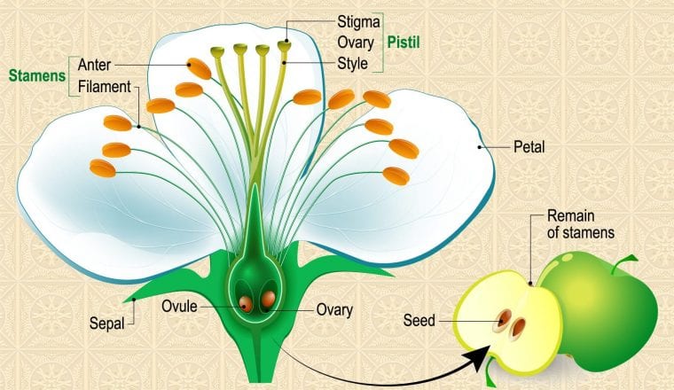 Courses After BiPC: After Inter BiPC Courses List 2025