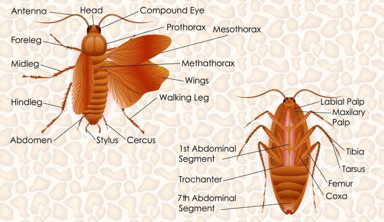 Courses After BiPC: After Inter BiPC Courses List 2025