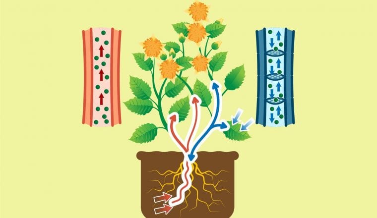 Courses After BiPC: After Inter BiPC Courses List 2025