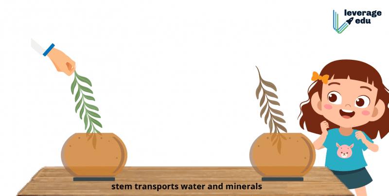 18 Interesting Science Experiments for Class 6 at Home | Leverage Edu