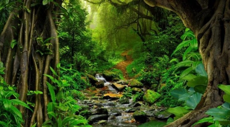 10 Largest Forests in the World in 2025: A Comprehensive Guide I ...