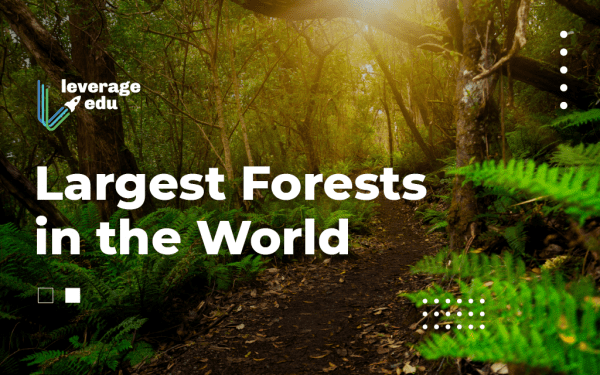 The 10 Largest Forests in the World You Must Know About! I Leverage Edu