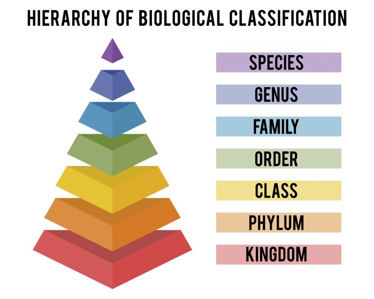 Branches of Biology A to Z: 100+ Biology Branches & Significance
