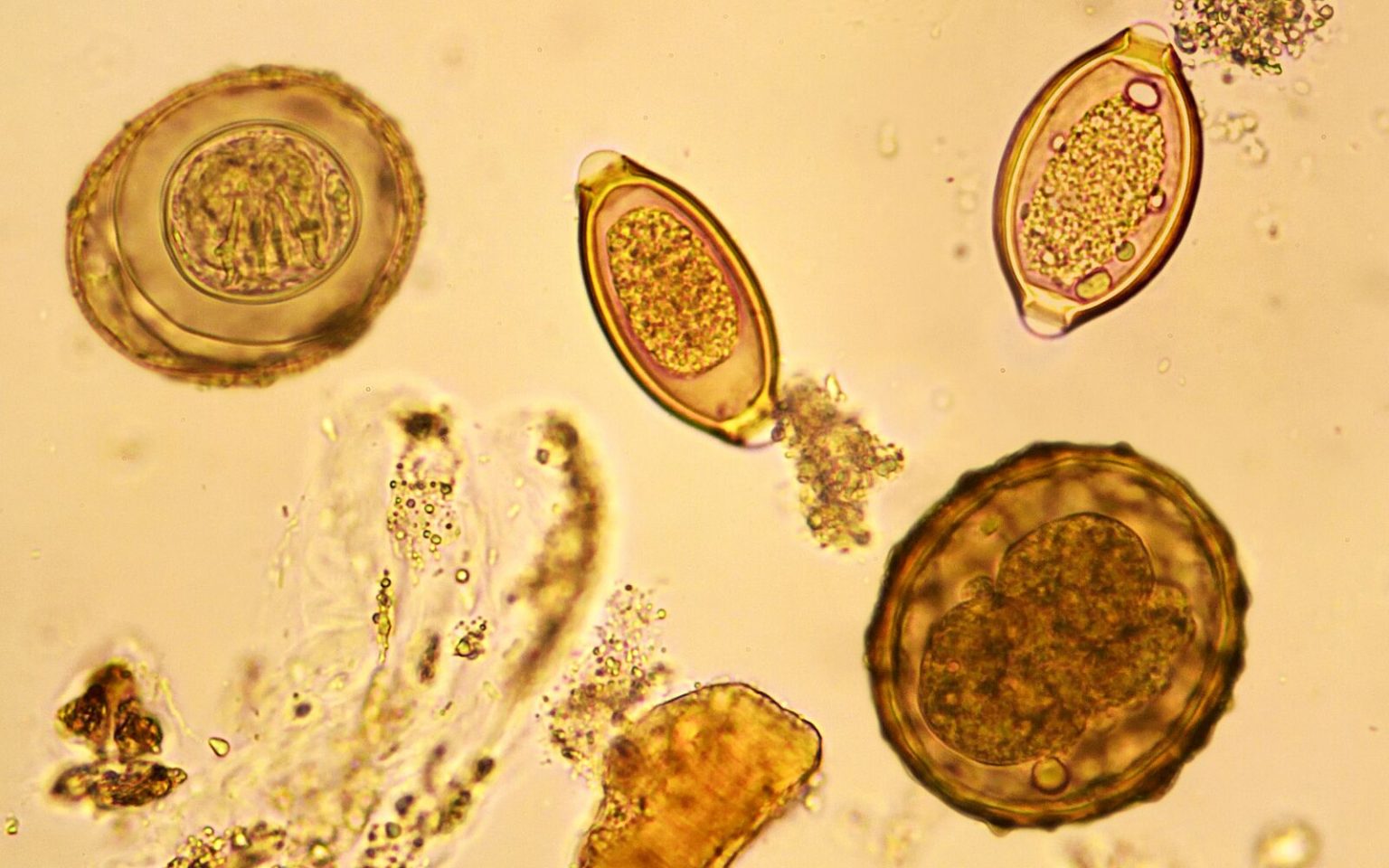 Branches of Biology A to Z: 100+ Biology Branches & Significance