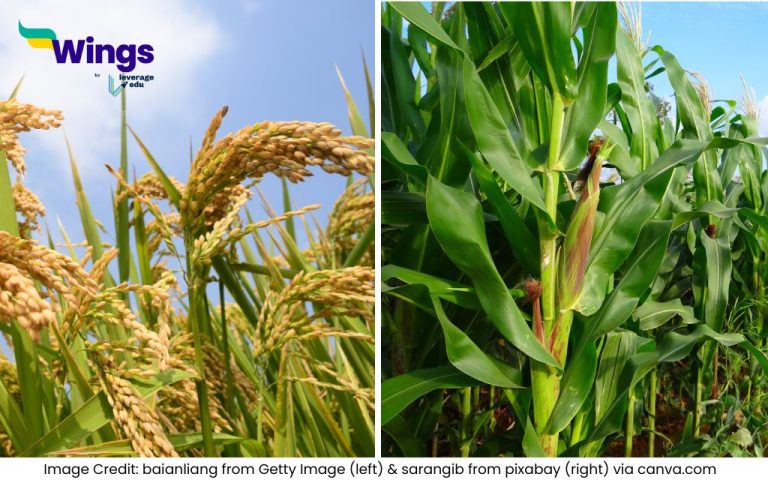 What are the Examples of Rabi and Kharif Crops?