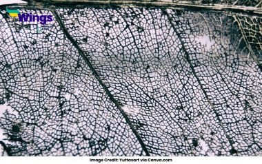 What is Venation? Give its Types