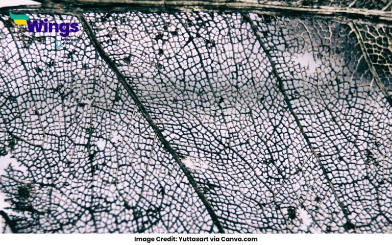 What is Venation? Give its Types