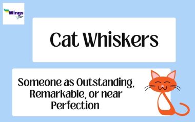 Cat Whiskers Meaning, Examples, Synonyms | Leverage Edu Explore