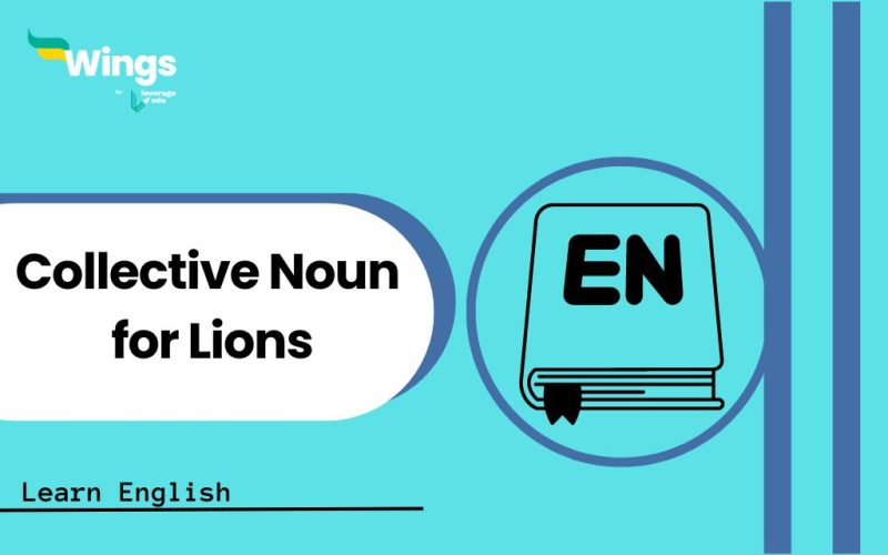 Collective Noun for Lions: Meaning, Synonyms, and Examples | Leverage Edu Explore