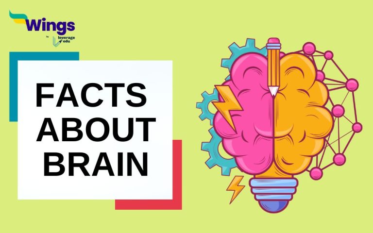 17+ Interesting Facts About Brain in Science | Leverage Edu Discover